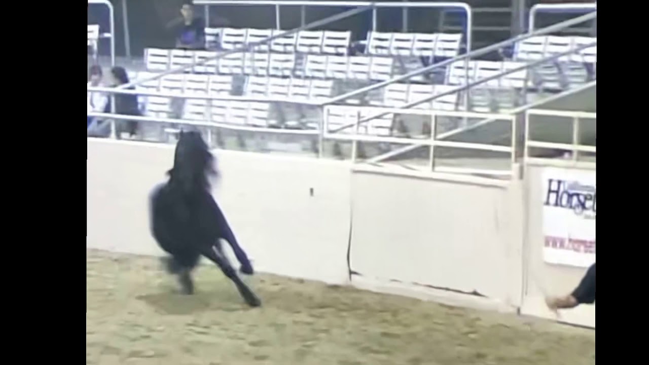 Liberty class at IALHA 1 and REGION IFSHA 10 championship show - YouTube