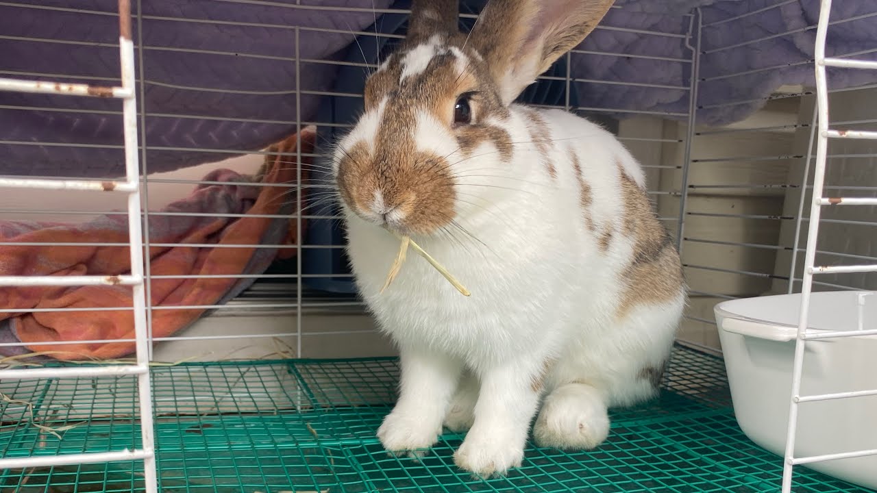 Alex G - Gnaw (sped up) with Roger the rabbit chillin the background ...