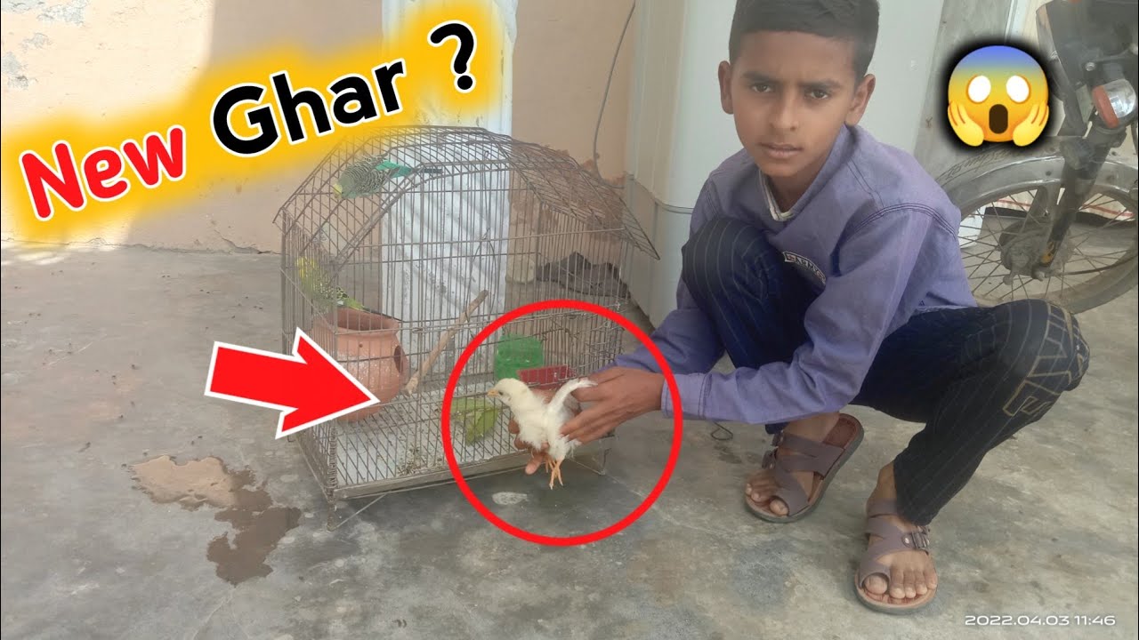 Heera chicks ko parrot k cage m daal diya 😃|| Full day pets || Pets ...