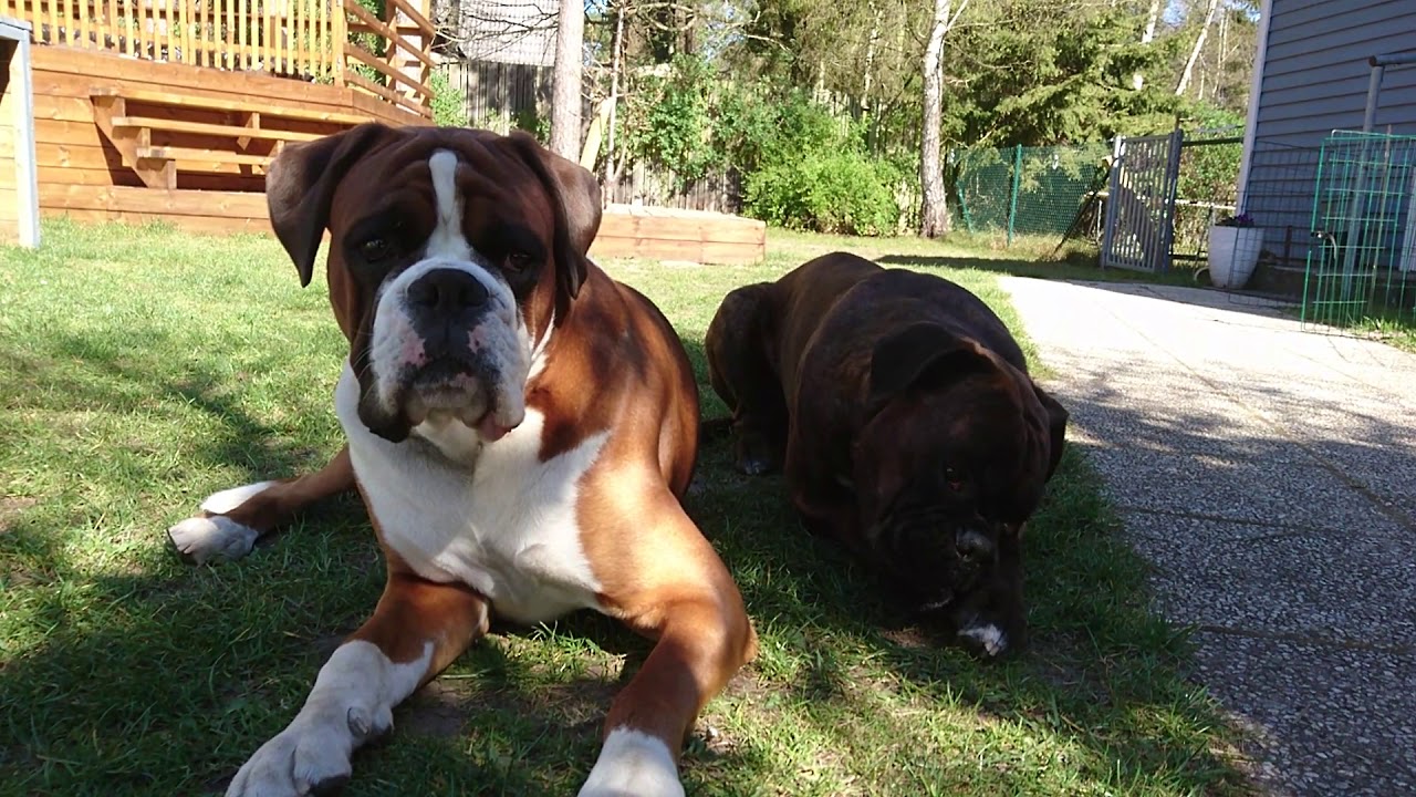 Boxer Brother Love! 😍 - YouTube