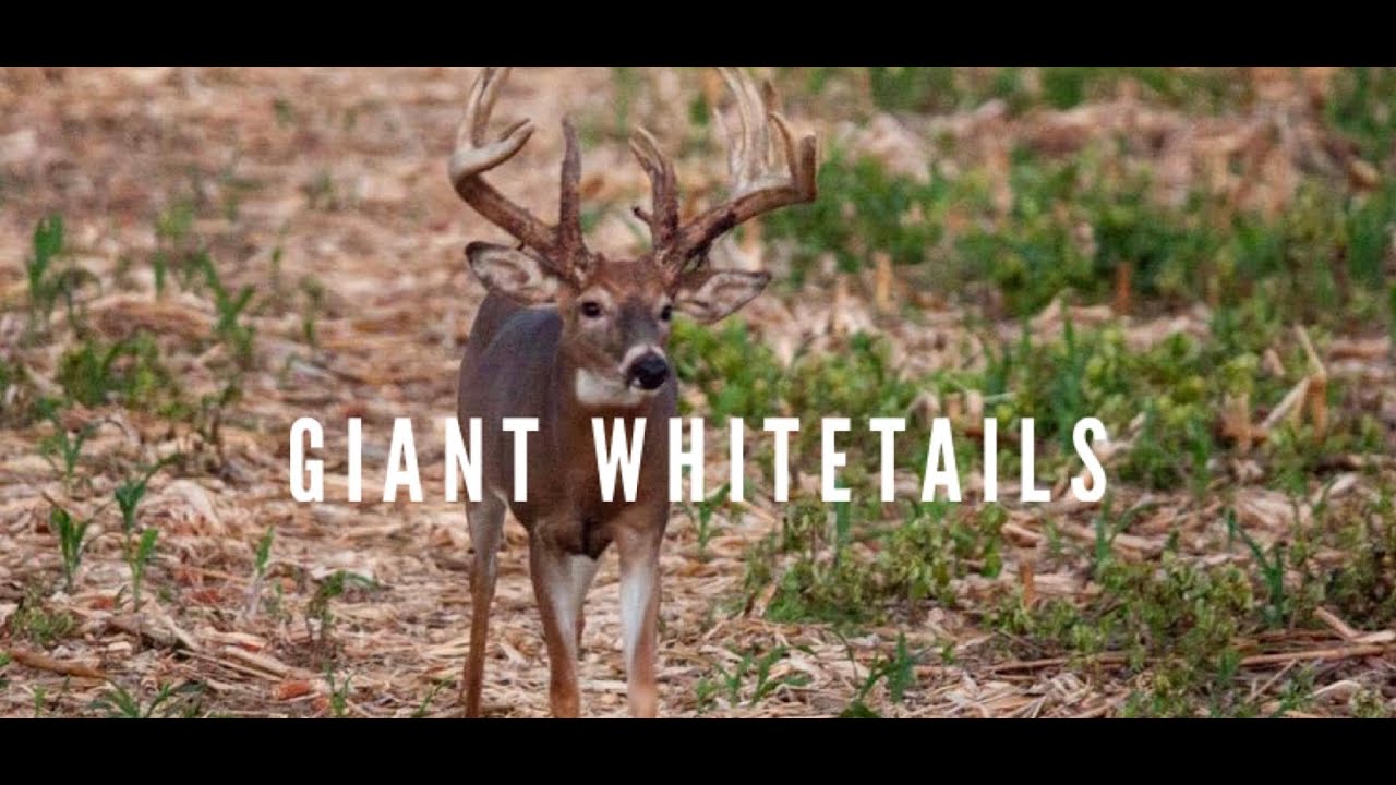 Bow hunting a giant whitetail 200 plus inches - YouTube