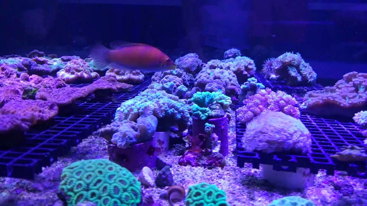 LPS and SPS Stock 16-6-18 - YouTube
