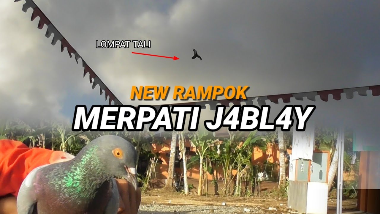 NEW RAMPOK PUNYA MERPATI TEKHNIK BISA LOMPAT TALI! - YouTube