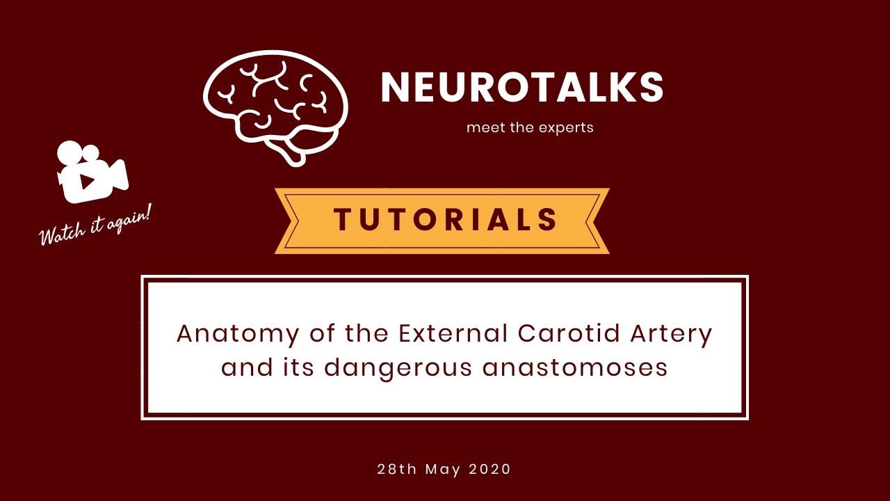 NeuroTalks #7 TUTORIAL - YouTube