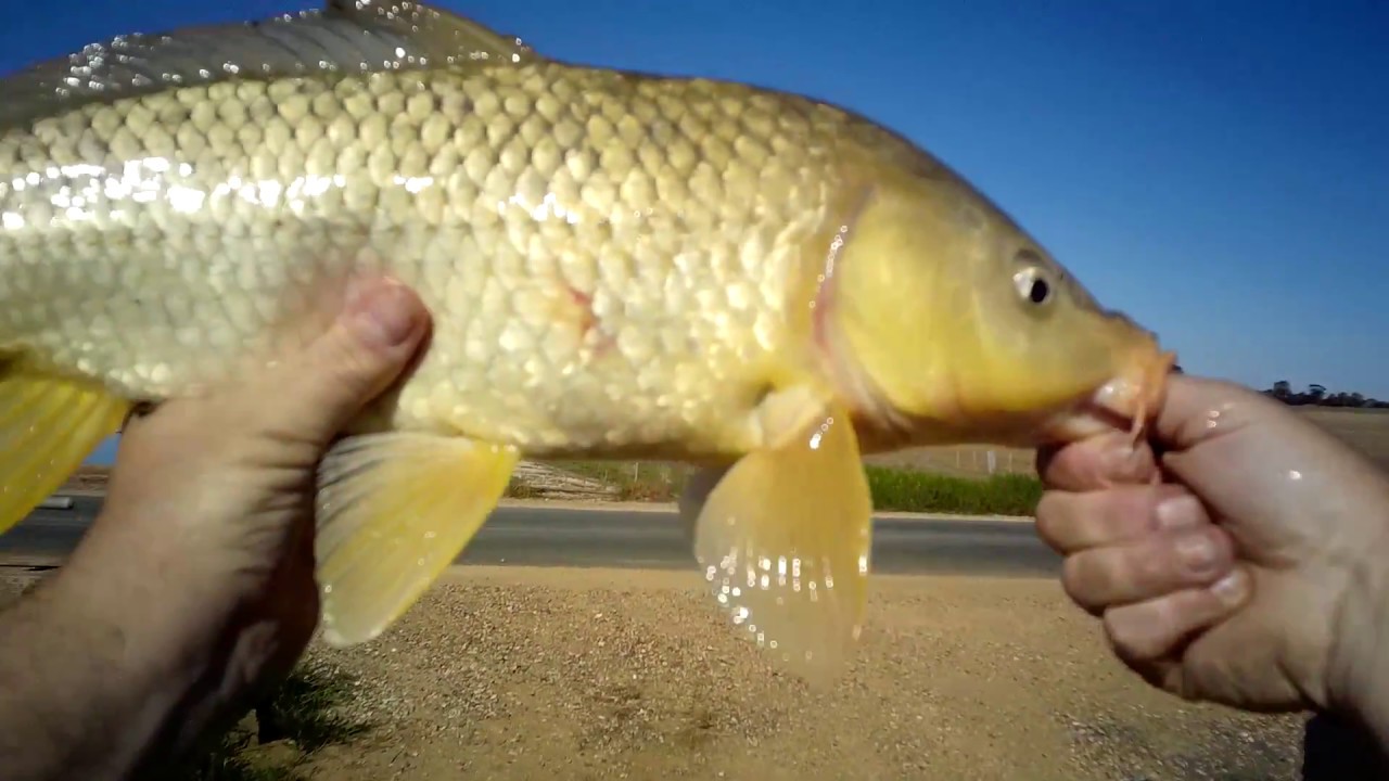 Redfin, Carp, and Reindeer fish! - YouTube