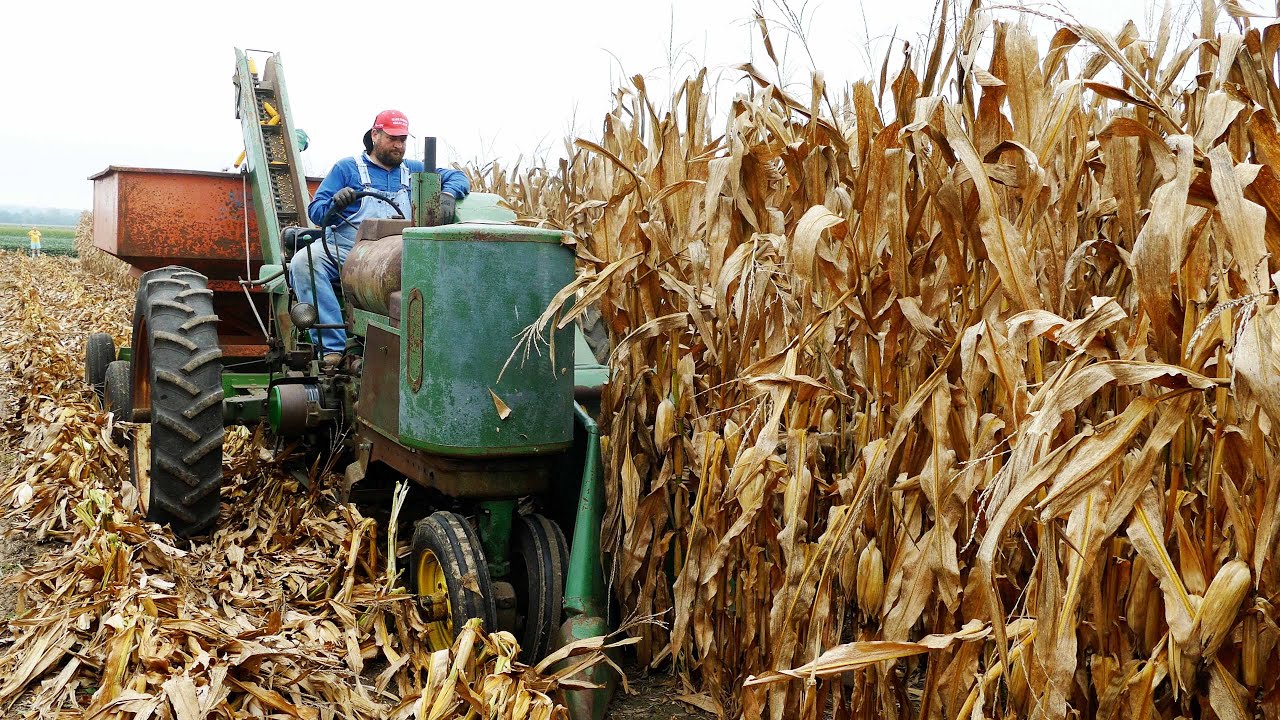 Special Vintage Tractor Corn Pickers in The Field Picking Corn - YouTube