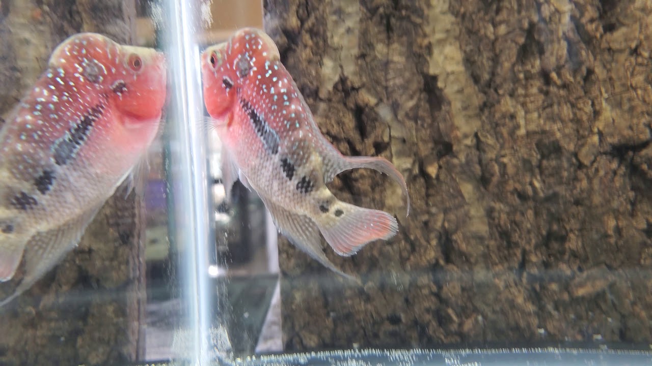 Super red dragon flowerhorn - YouTube