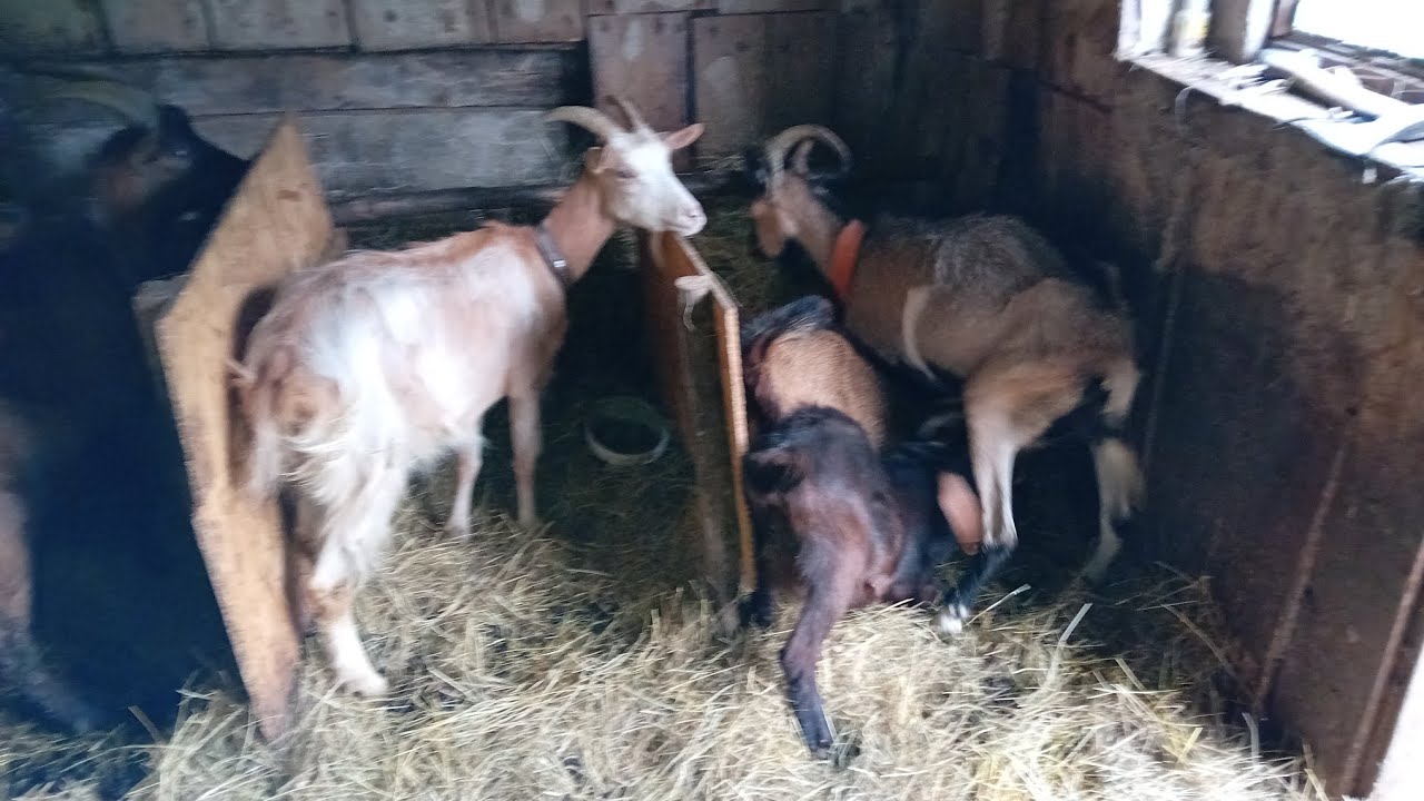 vlog cu caprele din adăpostul lor - YouTube