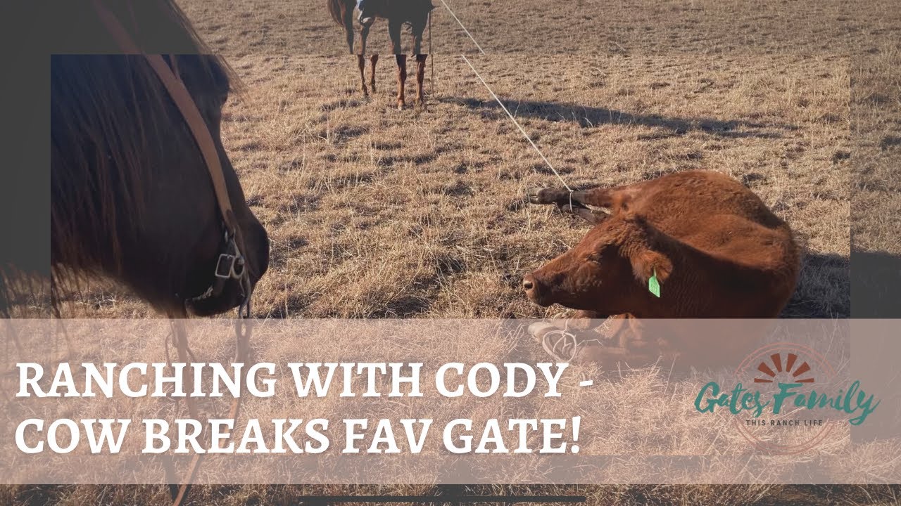 Wild cow roping // Nick's horse runs off - YouTube