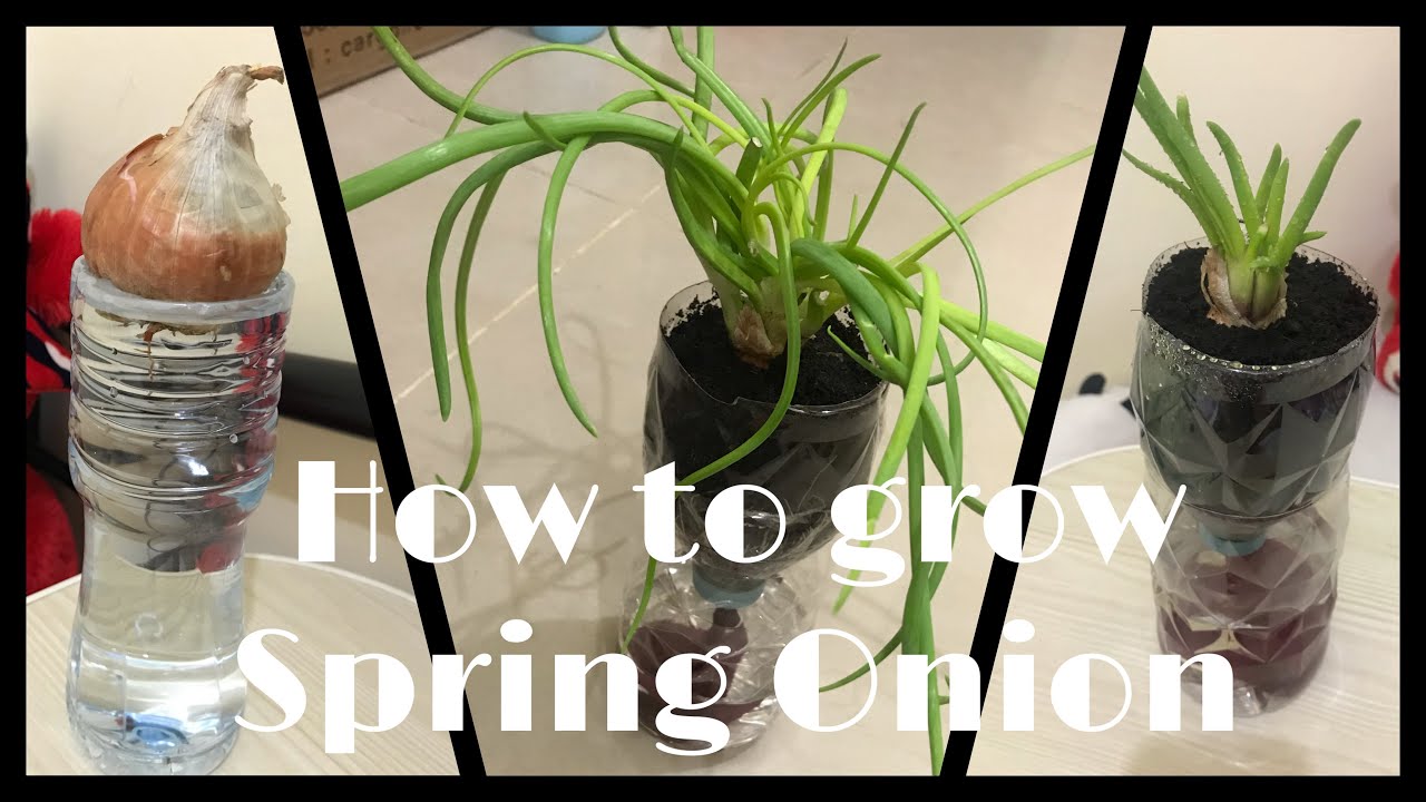 How to grow Spring Onion | Paano magtanim ng Spring Onion - YouTube