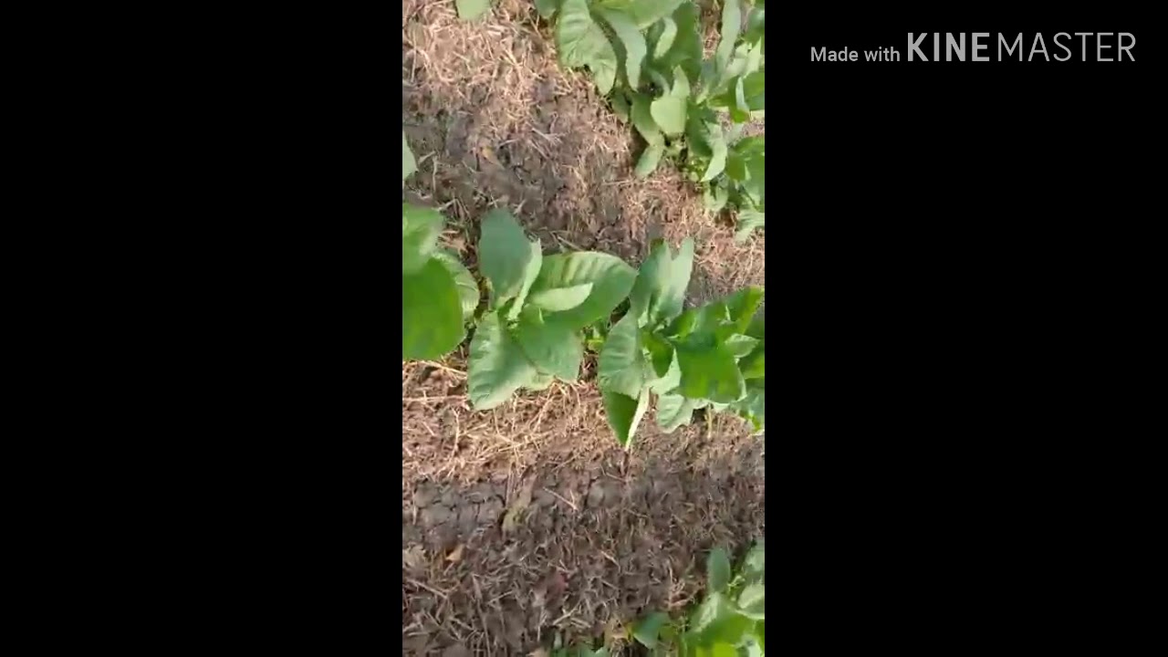 Hasil Aplikasi Pupuk Beka & Pomi untuk Tanaman Tembakau Info WA ...