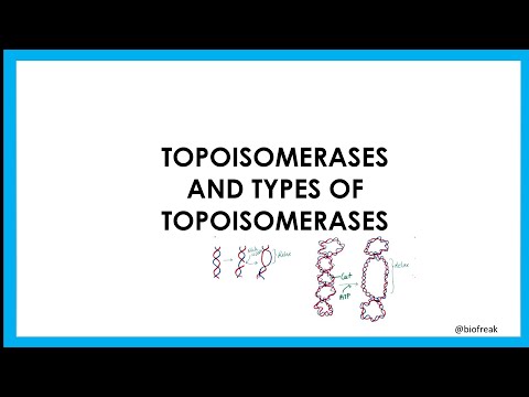 Topoisomerases And Its Types - YouTube