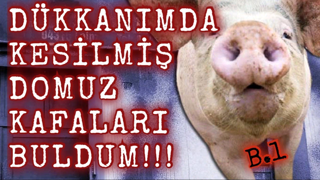 DÜKKANIMDA KESİLMİŞ DOMUZ KAFALARI BULDUM! 1.Bölüm | Korku Hikayeleri ...