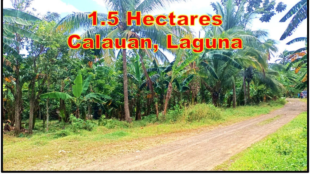 FARM LOT FOR SALE 1.5 HECTARES, CALAUAN, LAGUNA - YouTube