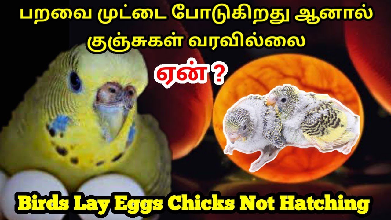 Is Your Pet Birds Eggs Not Hatching? || Reasons And Remedies for Birds ...
