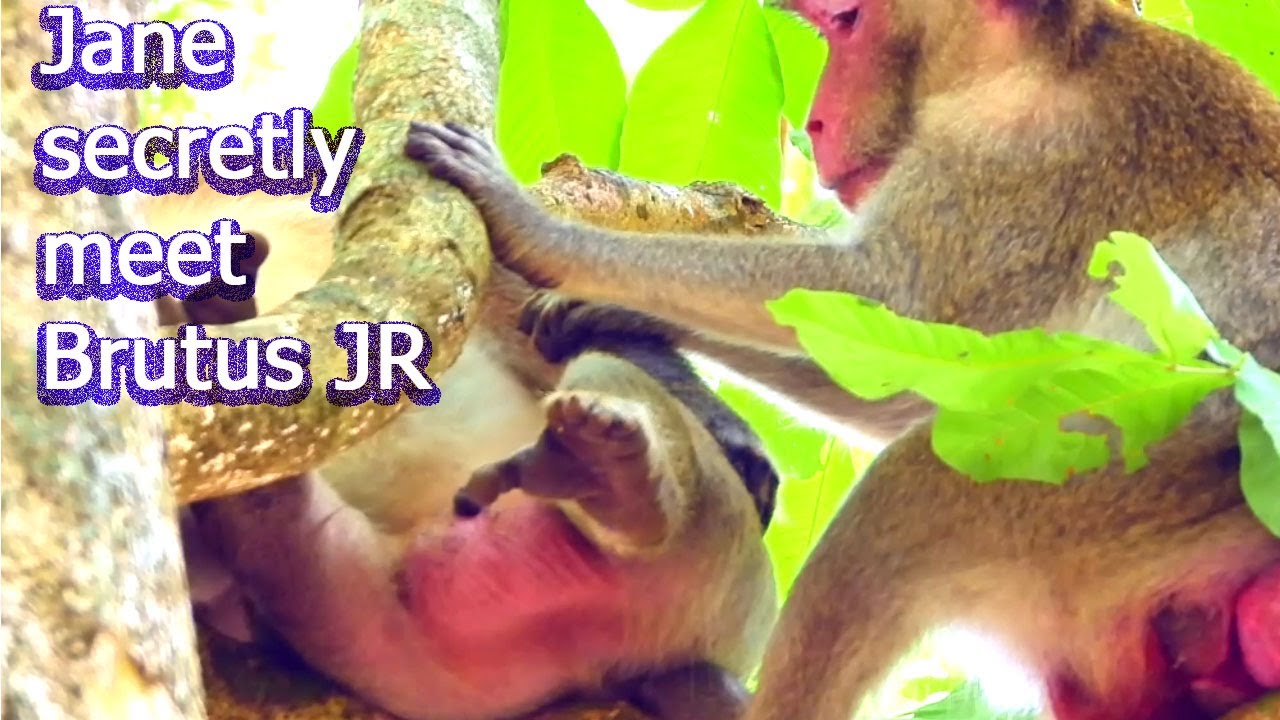 A secret rendezvous! Jane finds Brutus JR for a tender grooming moment ...