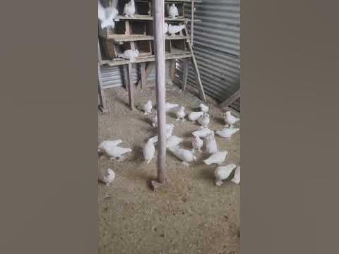 yahoo pigeons - YouTube