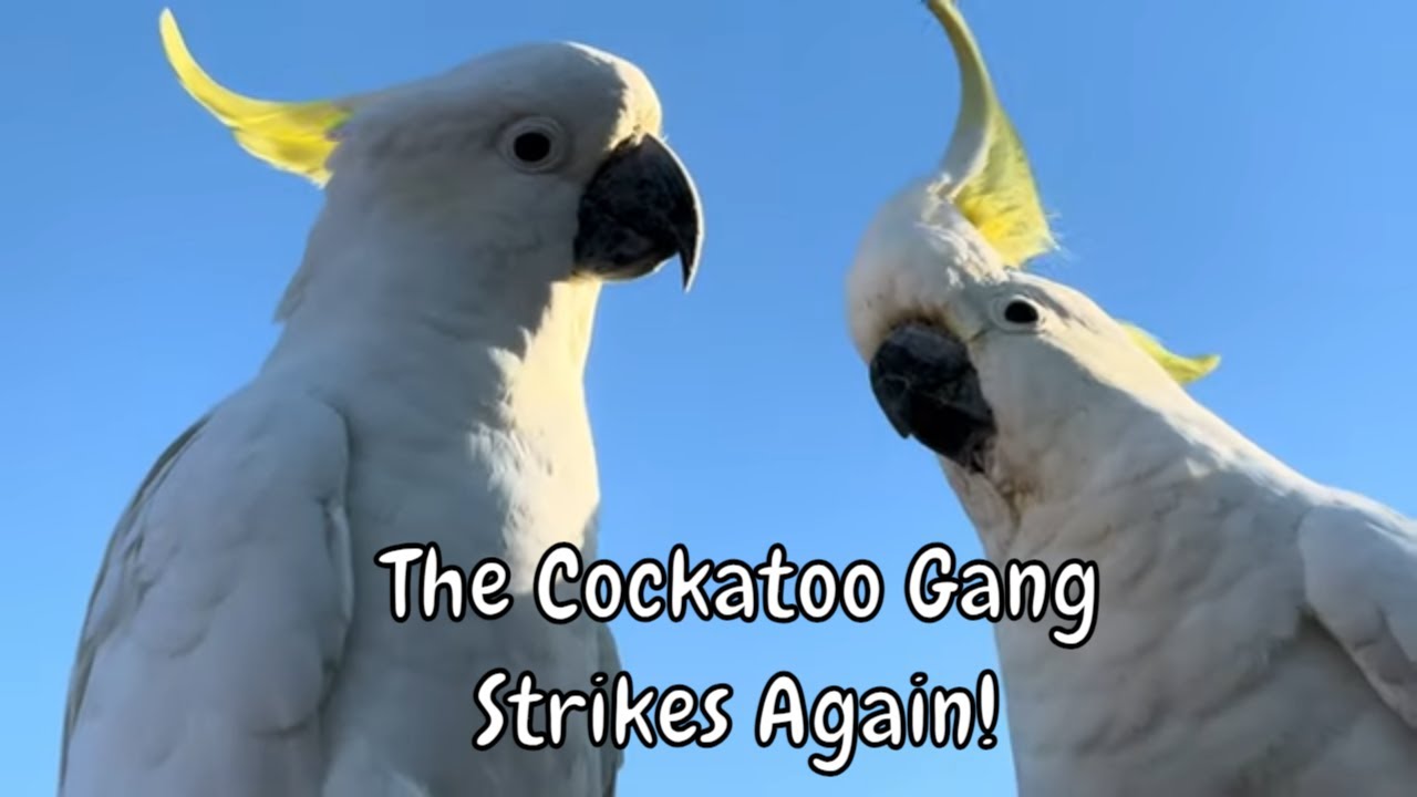 Cockatoo Swoop in: Baby Magpie Takes Shelter as Wild Cockatoo Gang ...
