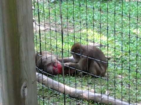 Monkey pokes butt sniffs finger - YouTube