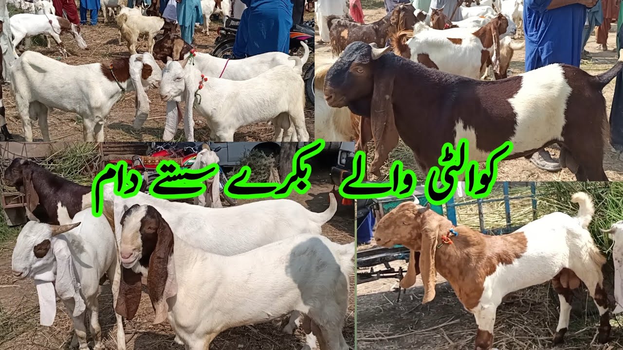 Bakra eid 2024 Nasli bakray - YouTube