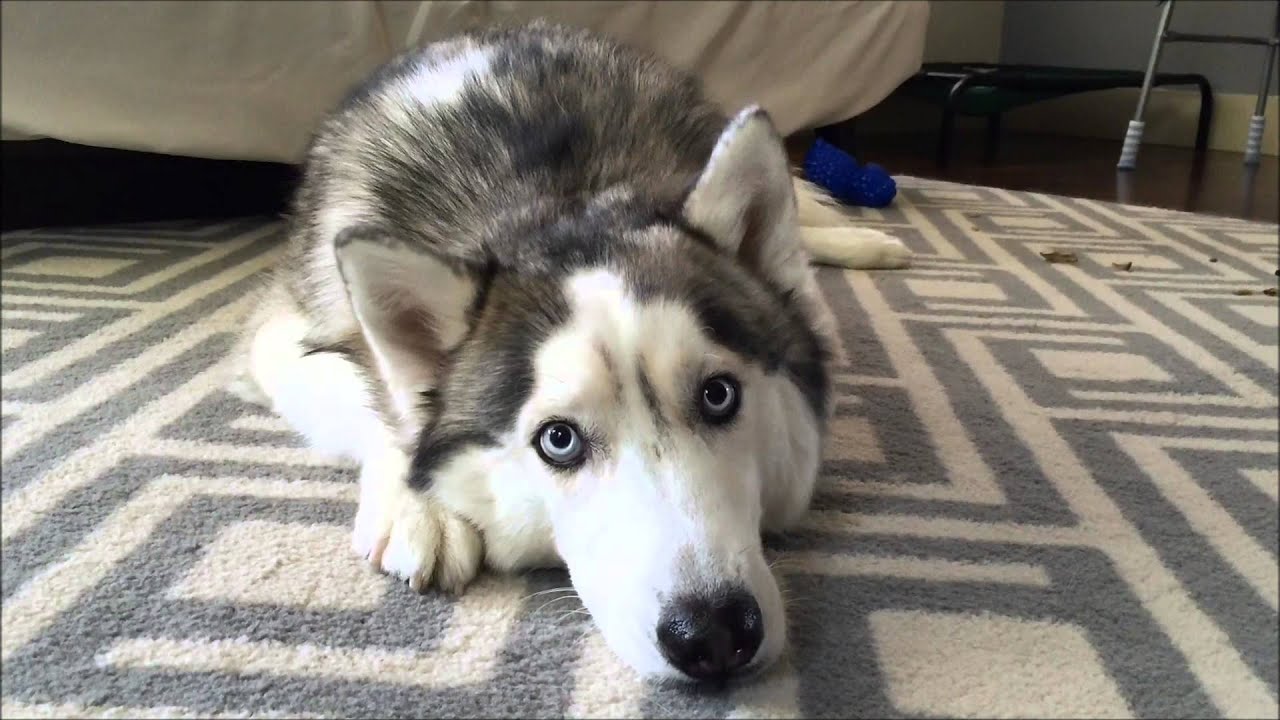 Husky cries on demand! - YouTube