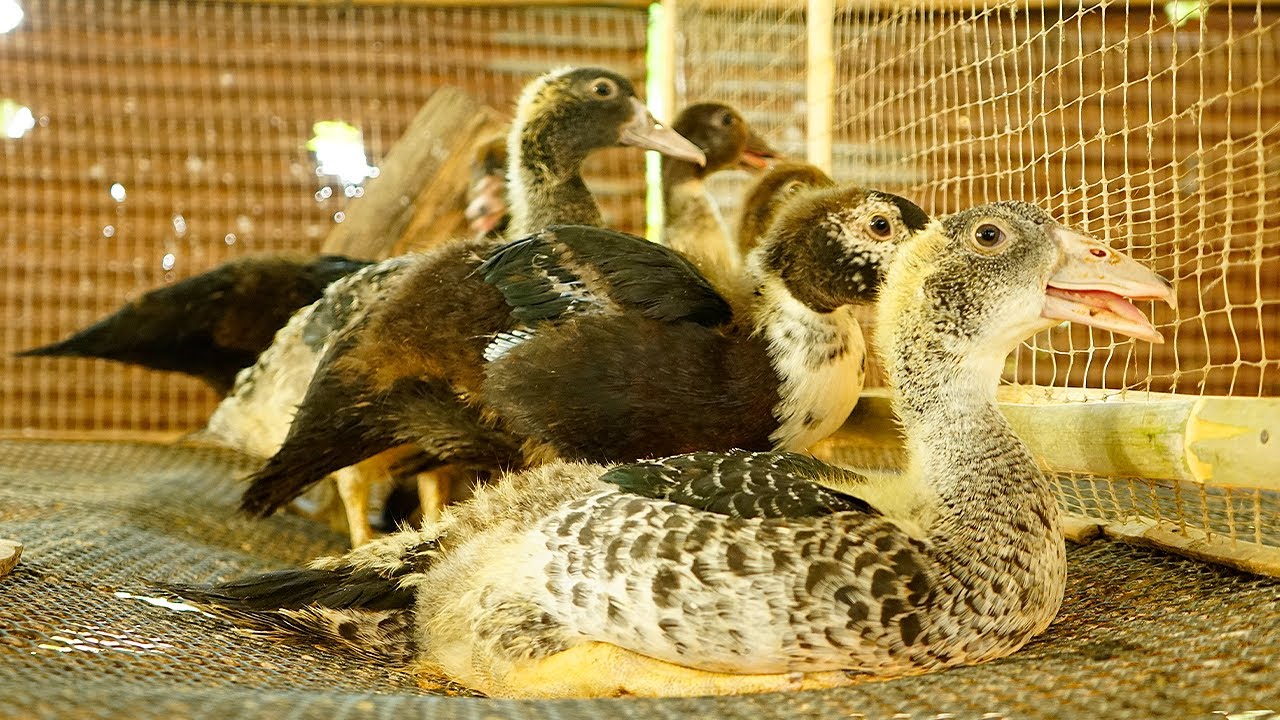 Duckling Separation: Essential Tips for Healthy Growth - YouTube