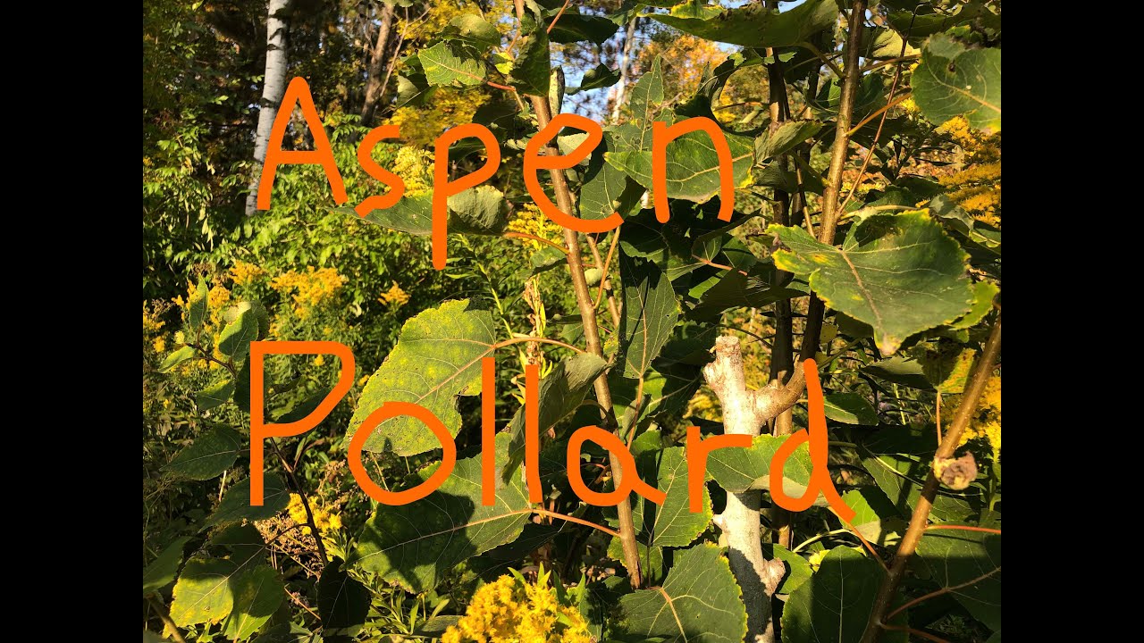 Working with Quaking Aspen in Food Forest - Pollard - YouTube