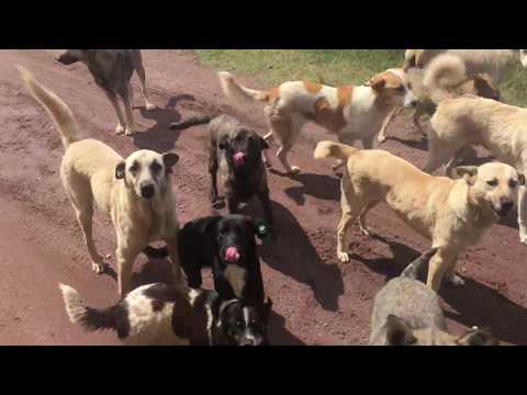 Ölü Adam Köpek Aşevi - Heyecanları Gözlerinden Okunuyor