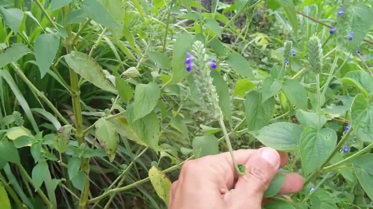 Como é o PÉ DE CHIA - Floração (Sálvia Hispanica) - YouTube
