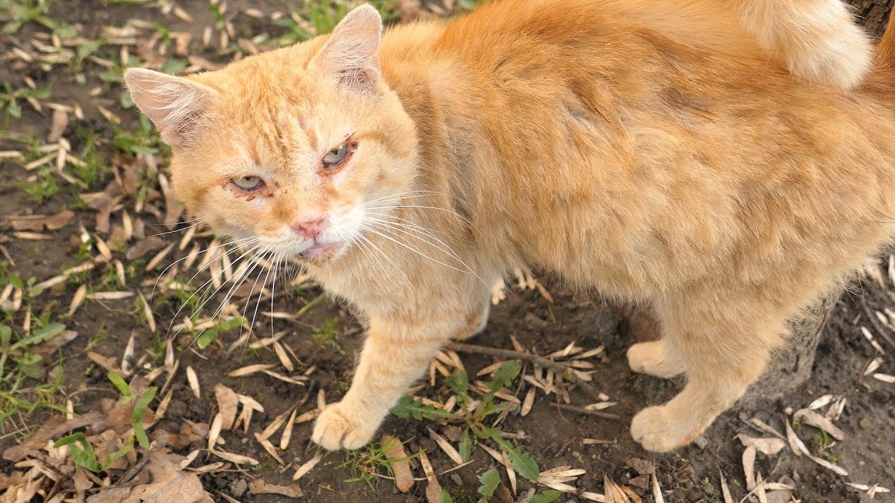 Ginger old cat is back - YouTube