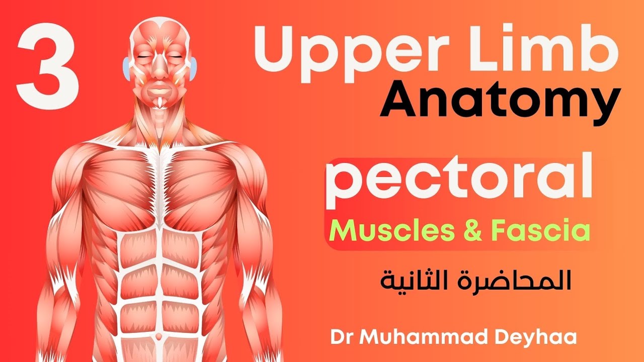 Upper limb Anatomy | lec 3 | Pectoral Muscles & clavipectoral Fascia ...