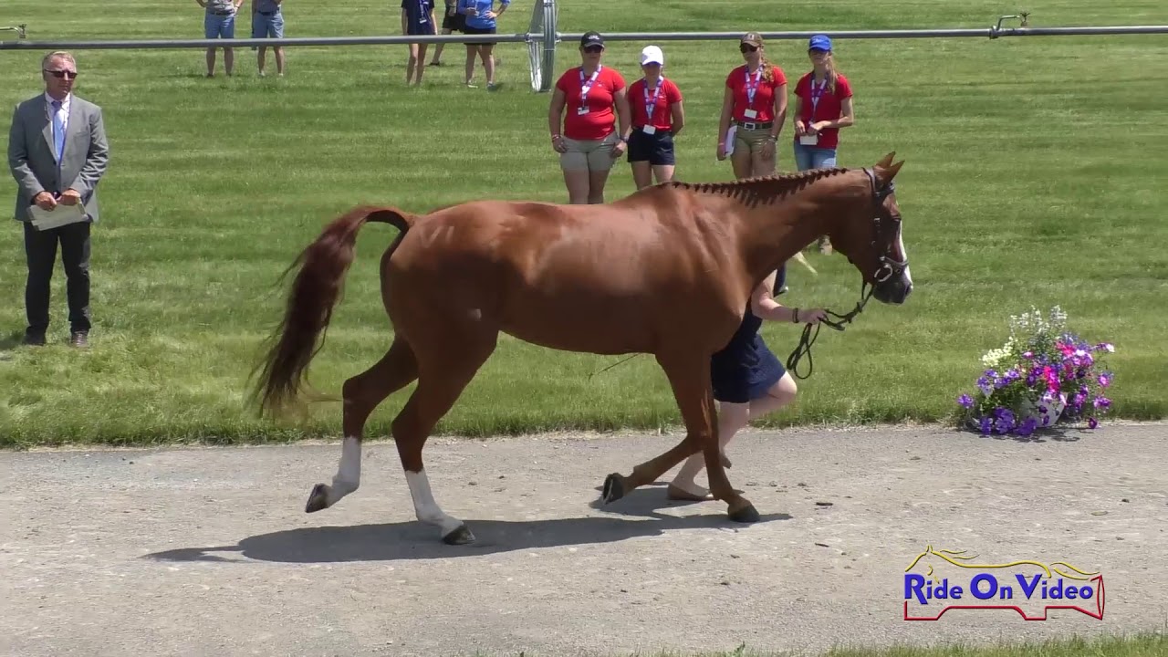 739J1 Mallory Hogan on Clarissa Purisima CICOY2* FEI JOG 1 Rebecca Farm ...