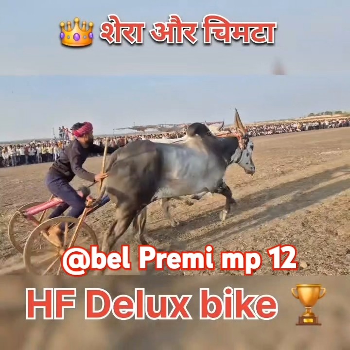 hf Deluxe baik winner 🏆🥇 mp king shera and chimta @Bel.premi.mp.12 ...