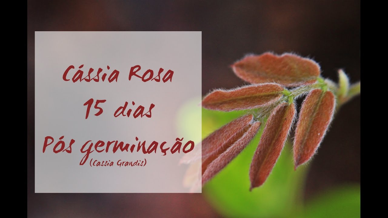 Como Plantar CÁSSIA ROSA • 15 dias | Cassia grandis - YouTube