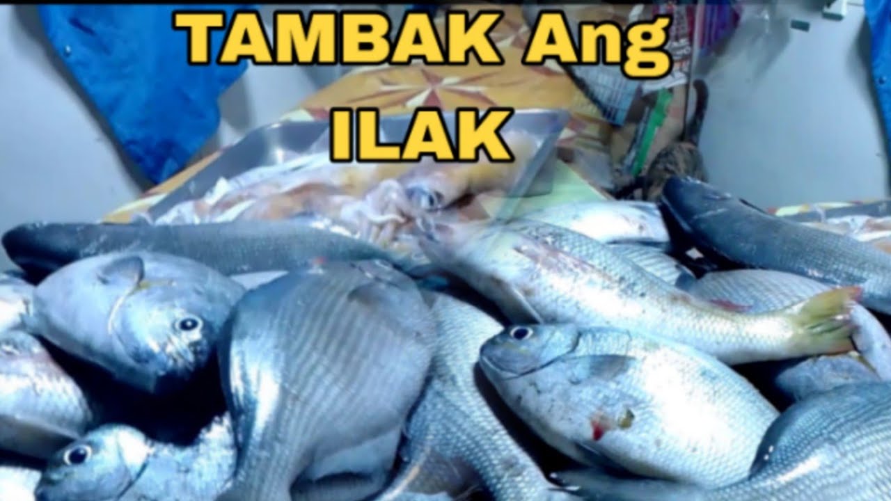 Night spearfishing Biri island Philippines - YouTube