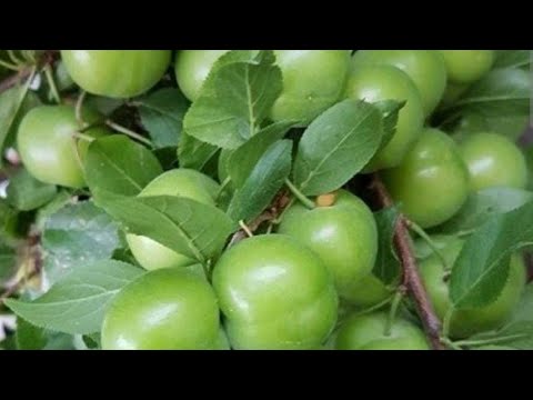 ANKARA'DA ŞOK PAZAR FİYATLARI(yeni)1.4.2026#food #keşfet#öneçıkar#fish#ytdayibenionecikarnolur#yemek