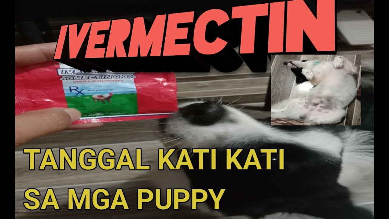 HoW to use IVERMECTIN for our DOGS & CATS#ivermectin #dogscare #rushes ...