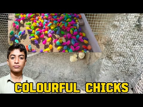 Shifting chicks into mini zoo || Chicks caring day 2 || chicks vlog ...
