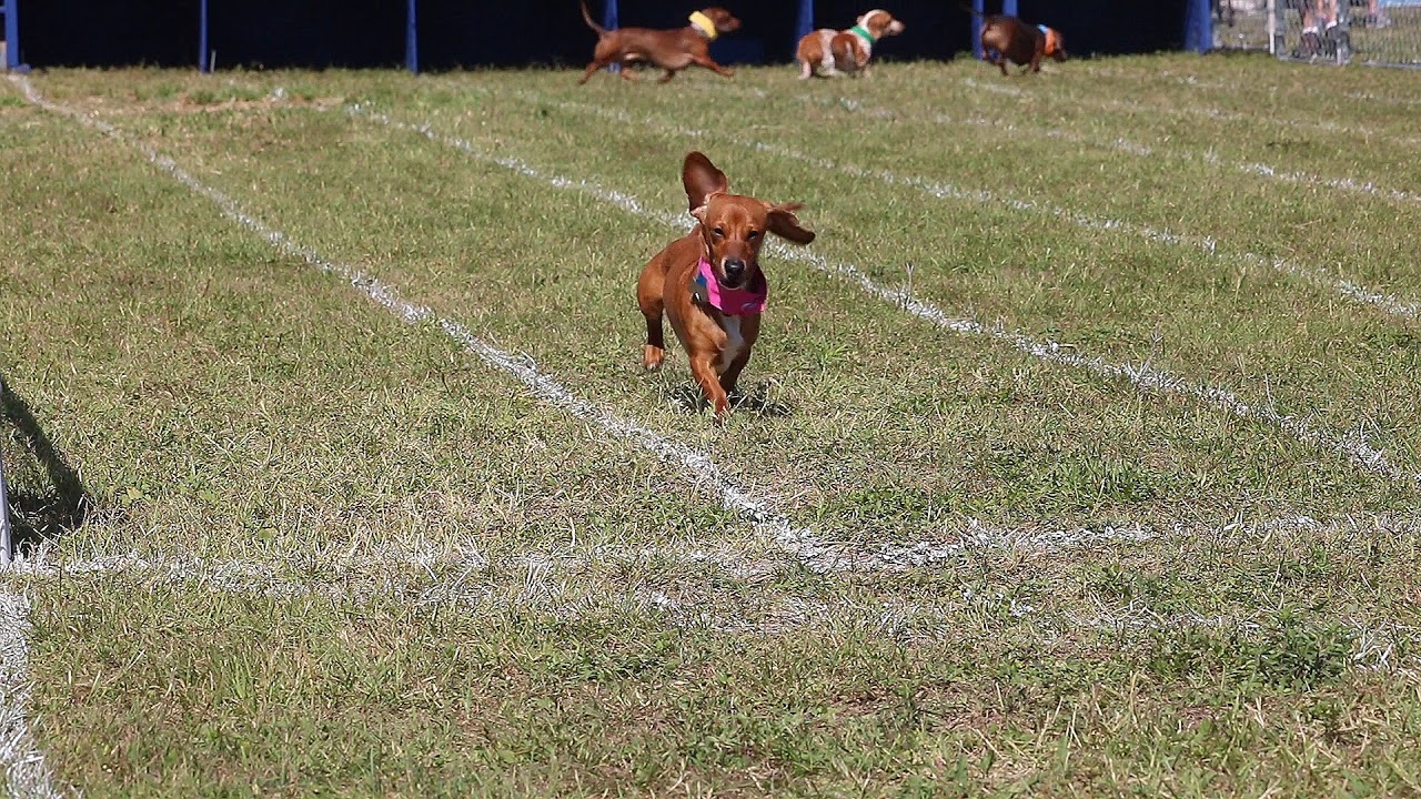 Buda Lions Club Wiener Dog Races 2019 - YouTube