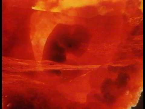Roger Waters - Give Birth to a Smile