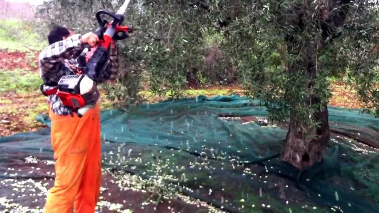 ελαιοραβδιστικο by ΚΕΝΑΝ ΑΓΑ - YouTube