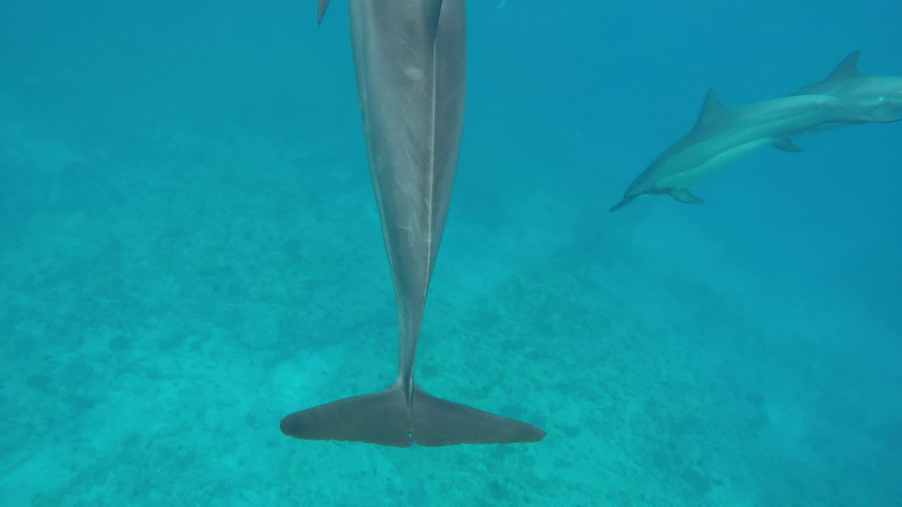Dolphin sounds - dolphin noises - YouTube