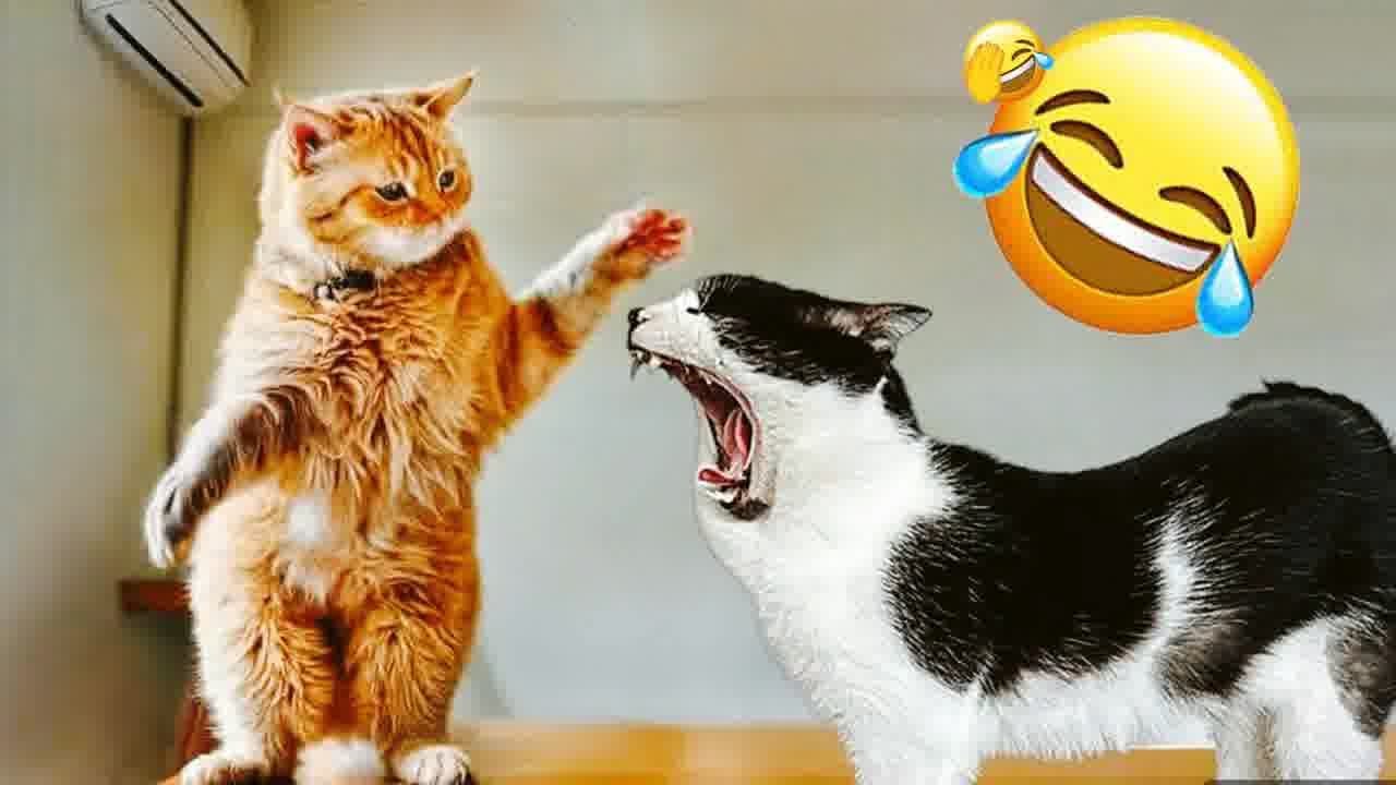 🐈 Top 10 Funniest Cat Reactions You Have to See 🐱 Funny Animal Moments ...