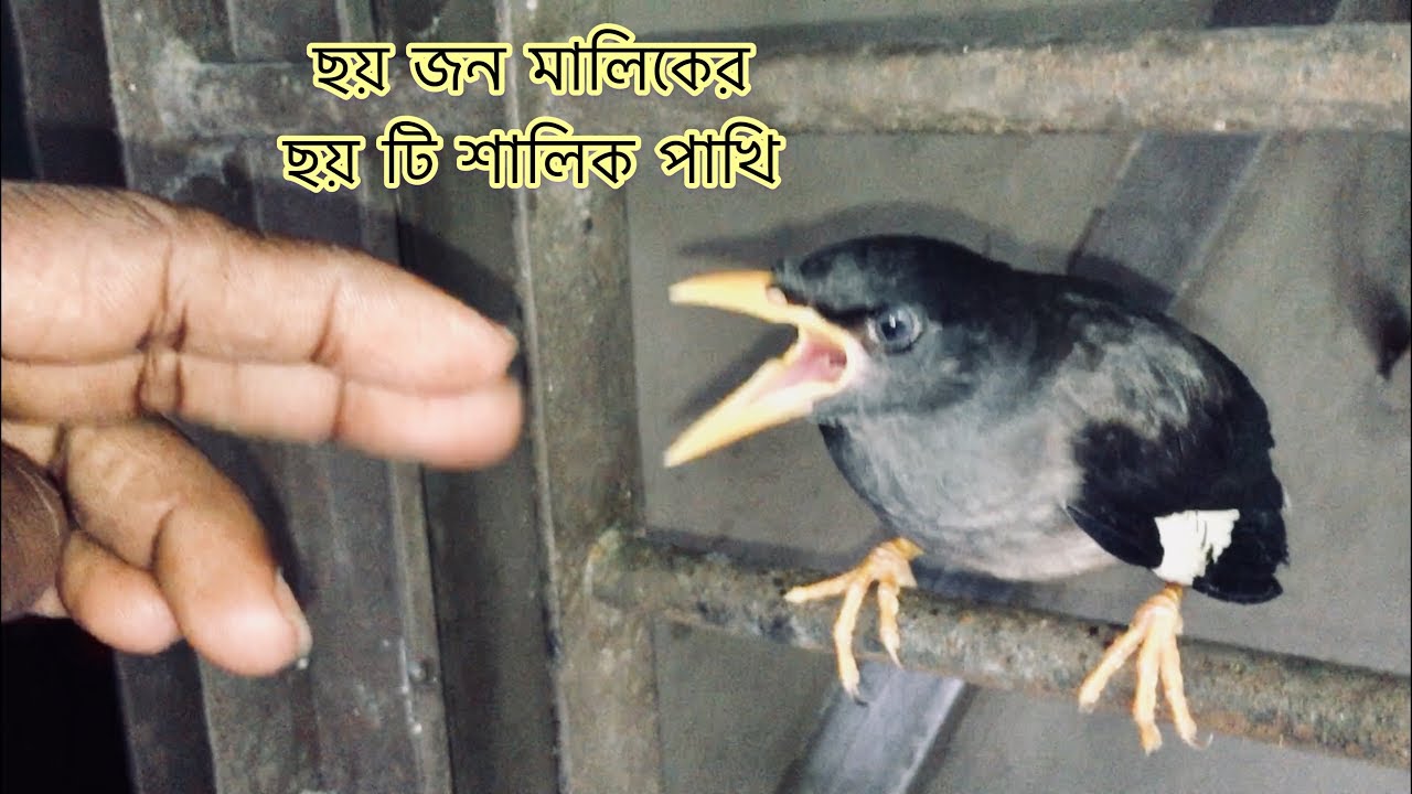 6 shalik pakhi।। sarlik pakhi । কথা বলা পাখি ।jakmoyna sharlik bird ...