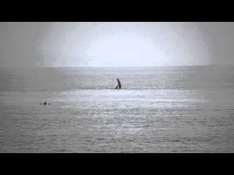 Whales Waving Goodbye (2) - YouTube