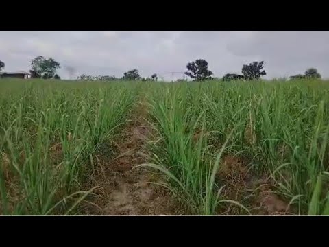 Growing fast || Sugarcane Farm #satisfying @snowcapofficialjean501 ...