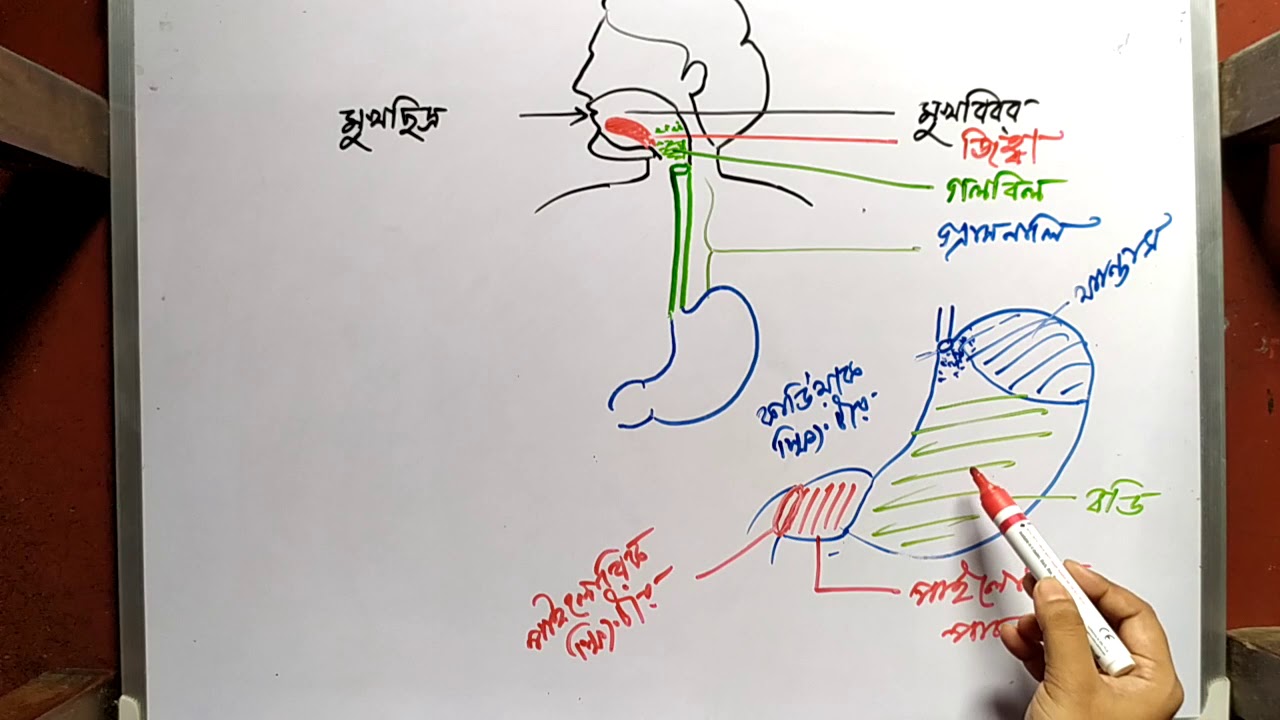 Class IX:Nutrition(part 4):Digestive system of human - YouTube