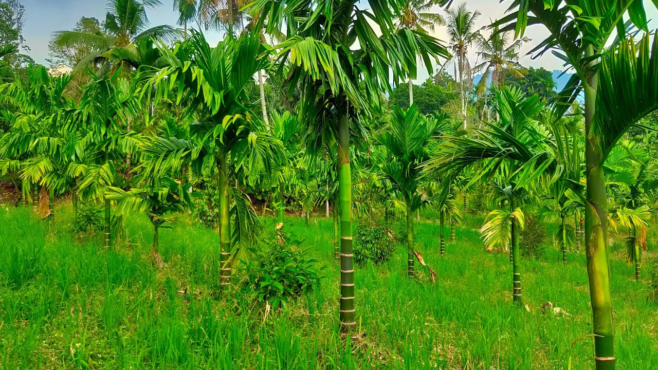 Kebun Pinang Tumpang Sari - YouTube