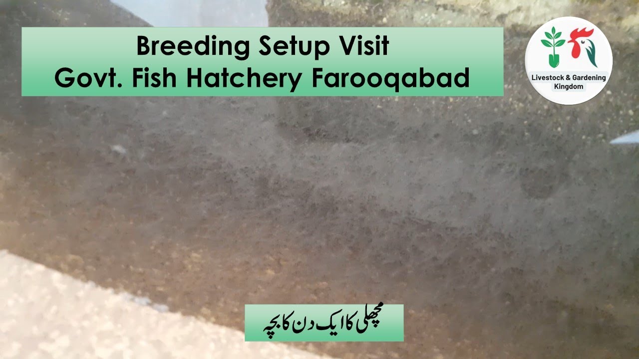 pengasius breeding setup in Govt. Fish hatchery Farooqabad Part-3 ...