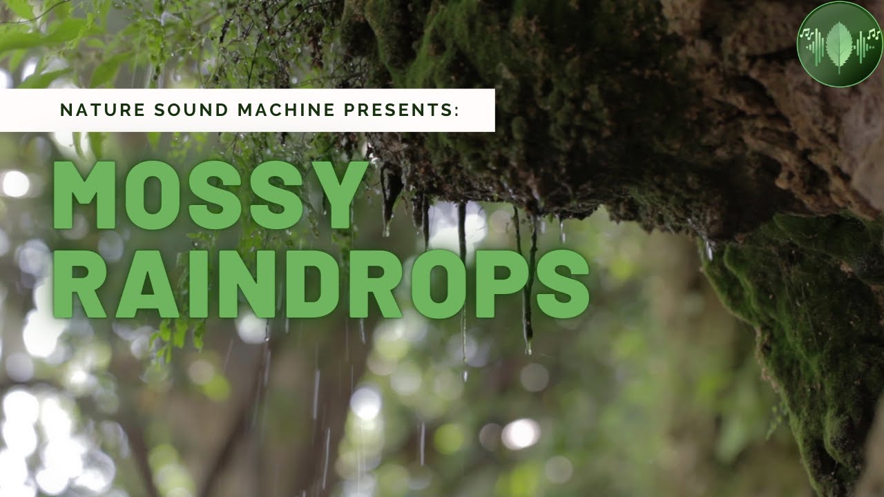 Mossy Rain Drops | Welcome to the Nature Sound Machine - YouTube